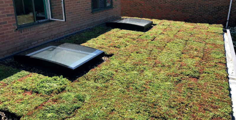 Wallbarn M-Tray® Sedum Green Roof Modules 500 x 500 x 100mm | The Roof Shop