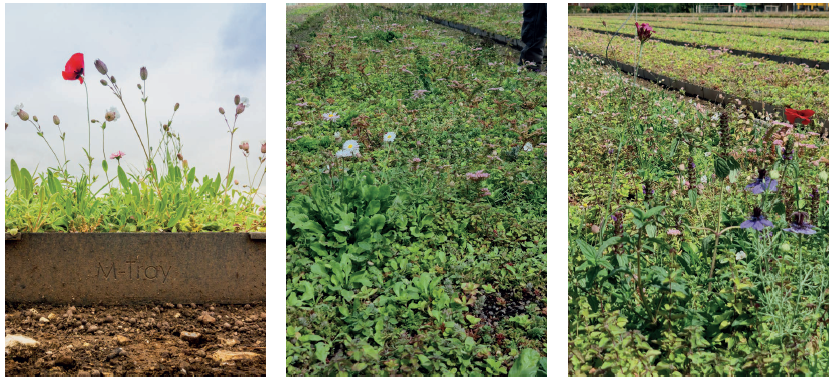 Wallbarn M-Tray® Sedum Wildflower Green Roof Modules 500 x 500 x 100mm ...